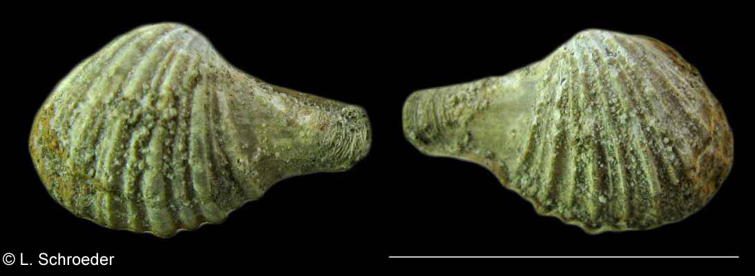 Bivalves - Pandoridae, Lyonsiidae, Verticordiidae, Thraciidae, Cuspidariidae